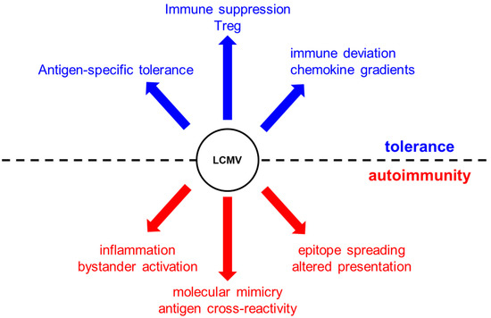 Viral Infections and Autoimmune Disease: Roles of LCMV in Delineating ...