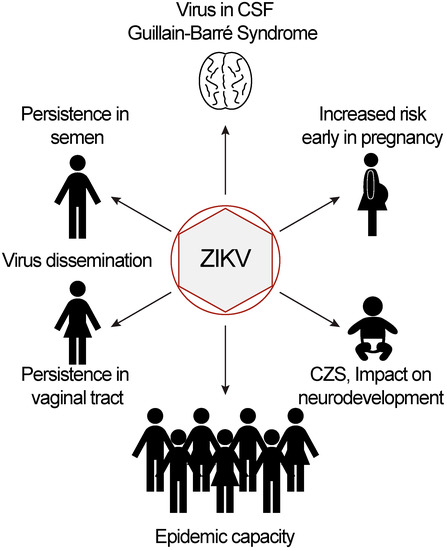 Zika Virus Pathogenesis: From Early Case Reports to Epidemics