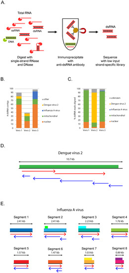 dsRNA-Seq: Identification of Viral Infection by Purifying and ...
