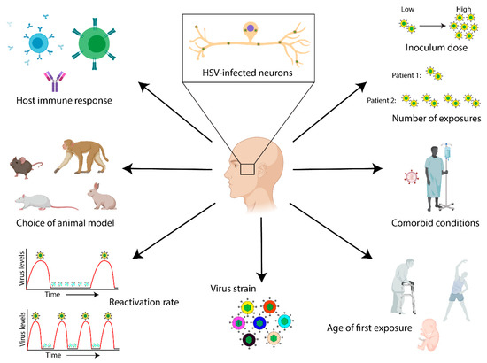 Persistent Infection with Herpes Simplex Virus 1 and Alzheimer’s Disease—A Call to Study How ...