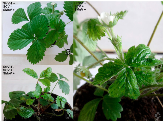 Molecular and Biological Characterization of a New Strawberry ...