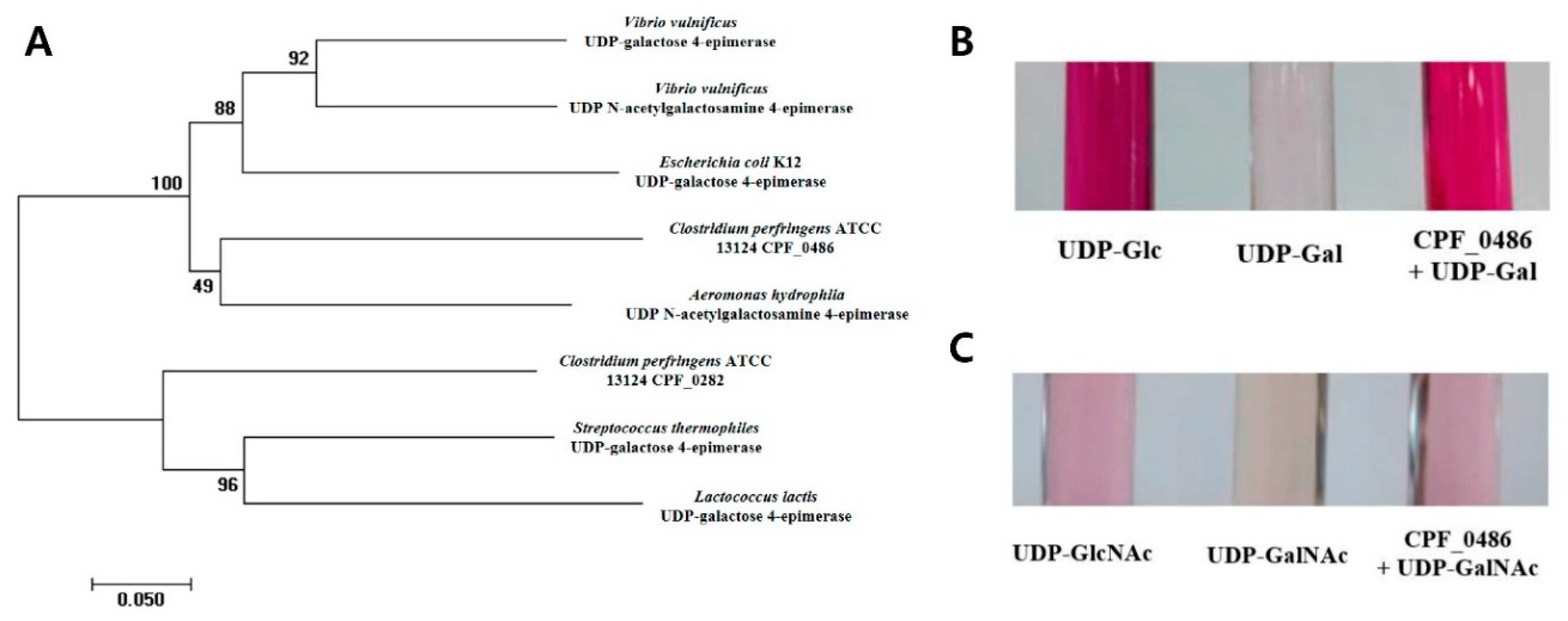 Capsular Polysaccharide Is a Receptor of a Clostridium perfringens ...