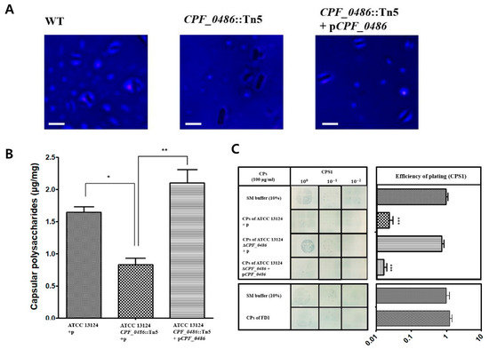 Capsular Polysaccharide Is a Receptor of a Clostridium perfringens ...