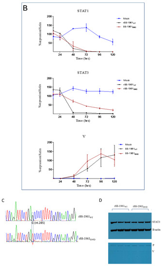 Viruses | Free Full-Text | A Single Point Mutation in the Mumps V ...