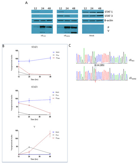 Viruses | Free Full-Text | A Single Point Mutation in the Mumps V ...