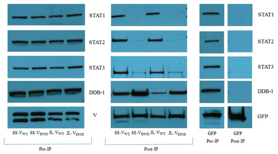 Viruses | Free Full-Text | A Single Point Mutation in the Mumps V ...