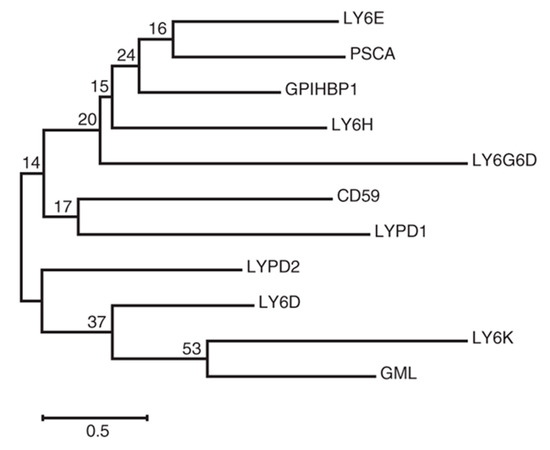 Emerging Role of LY6E in Virus–Host Interactions