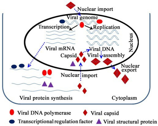 Mechanisms Mediating Nuclear Trafficking Involved in Viral Propagation by DNA Viruses