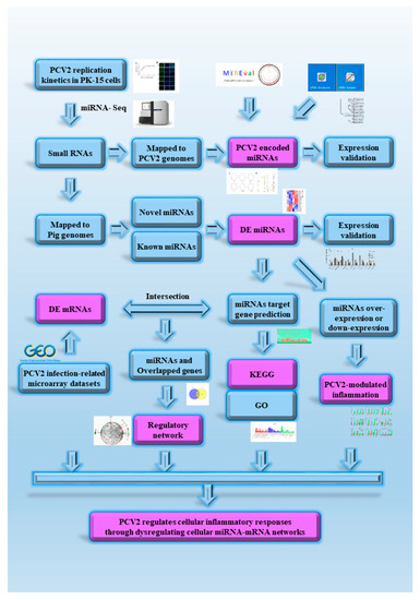 PCV2 Regulates Cellular Inflammatory Responses through Dysregulating ...