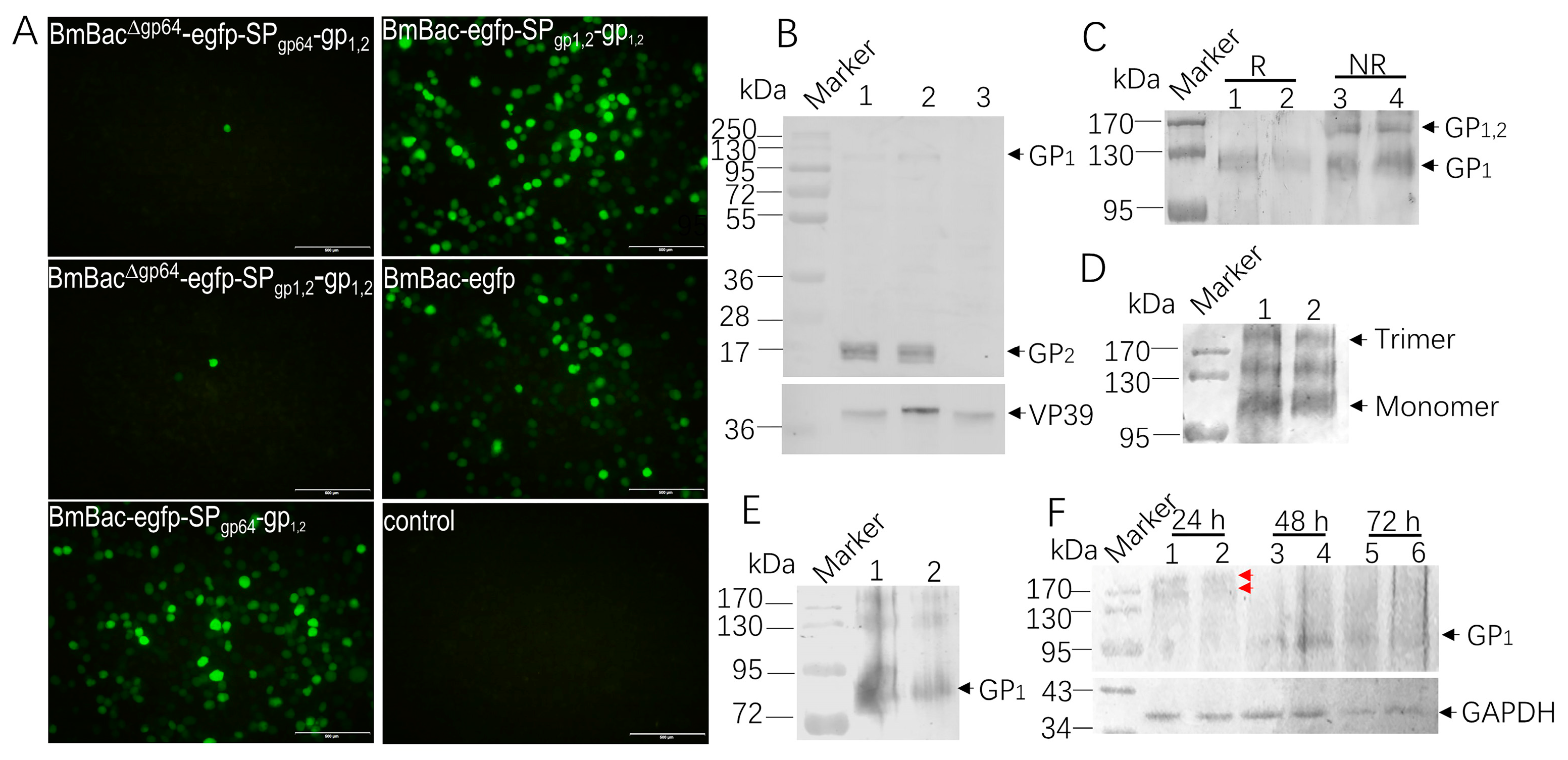 Efficient Expression and Processing of Ebola Virus Glycoprotein Induces ...