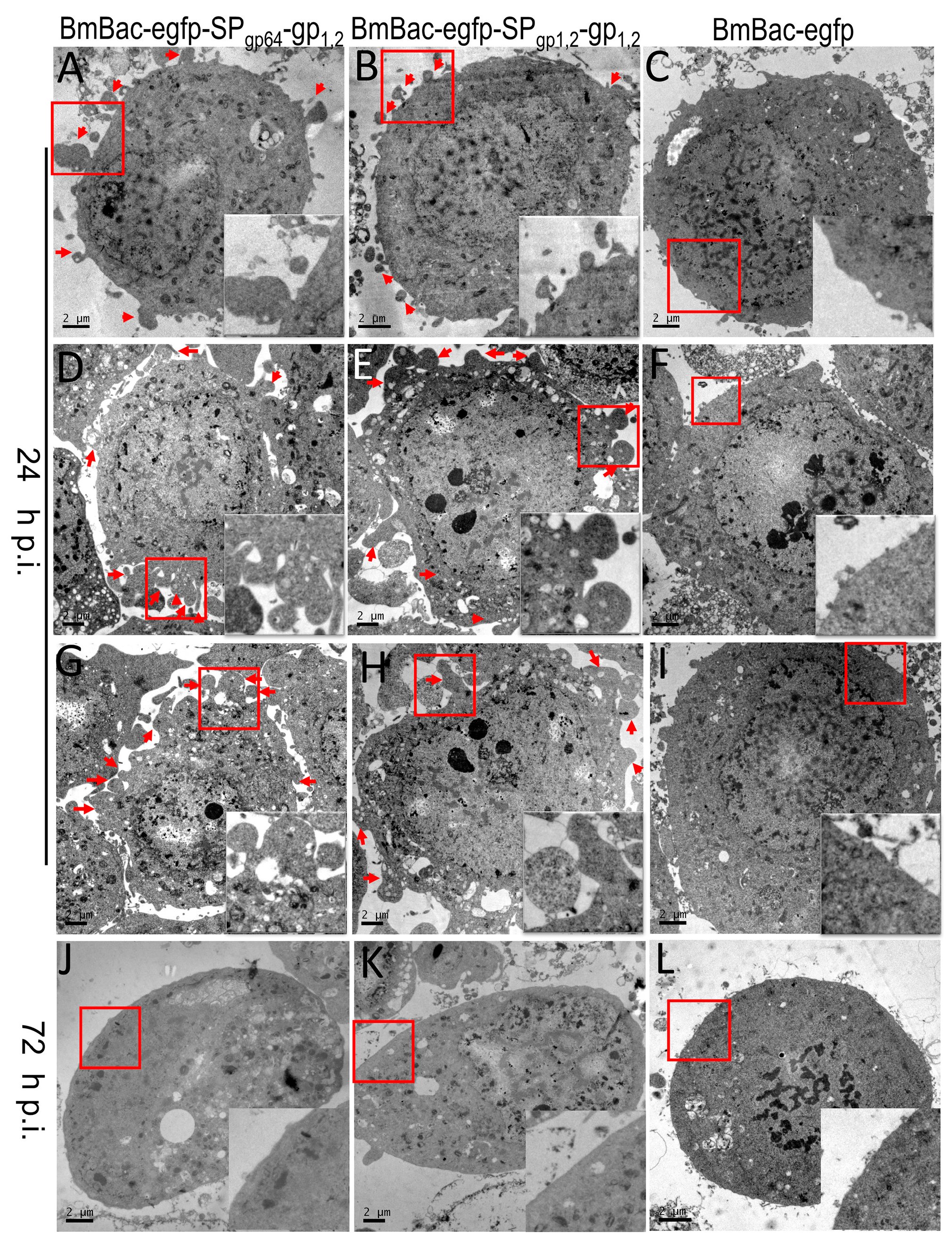 Efficient Expression and Processing of Ebola Virus Glycoprotein Induces ...