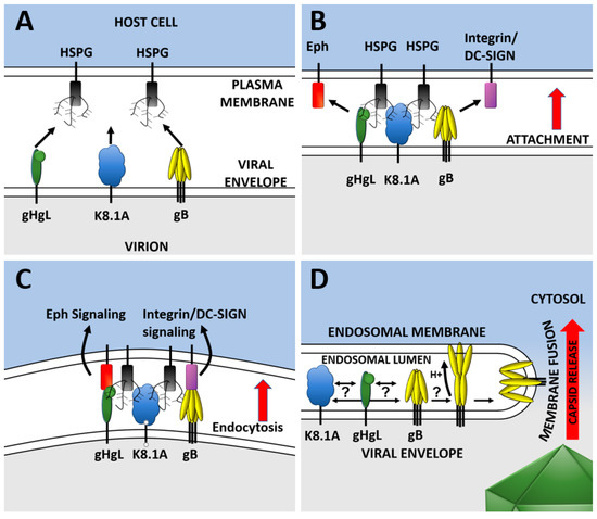 Towards Understanding KSHV Fusion and Entry