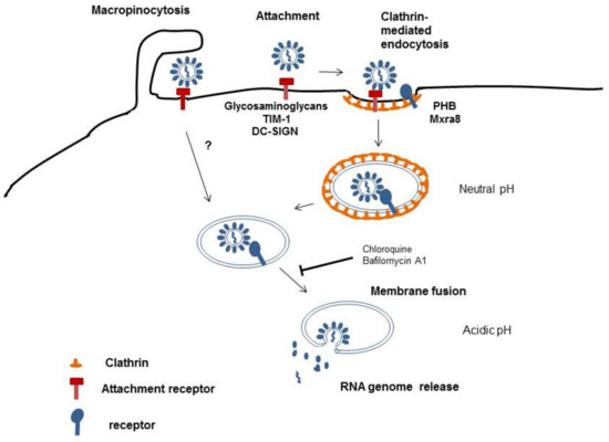 Cellular Attachment and Entry Factors for Chikungunya Virus