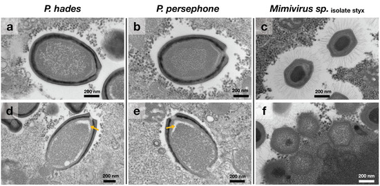 Viruses | Free Full-Text | Co-Isolation and Characterization of Two ...