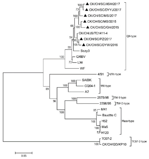 Antigenic and Pathogenic Characteristics of QX-Type Avian Infectious ...