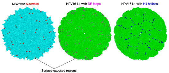 Virus-like Particle-Based L2 Vaccines against HPVs: Where Are We Today?