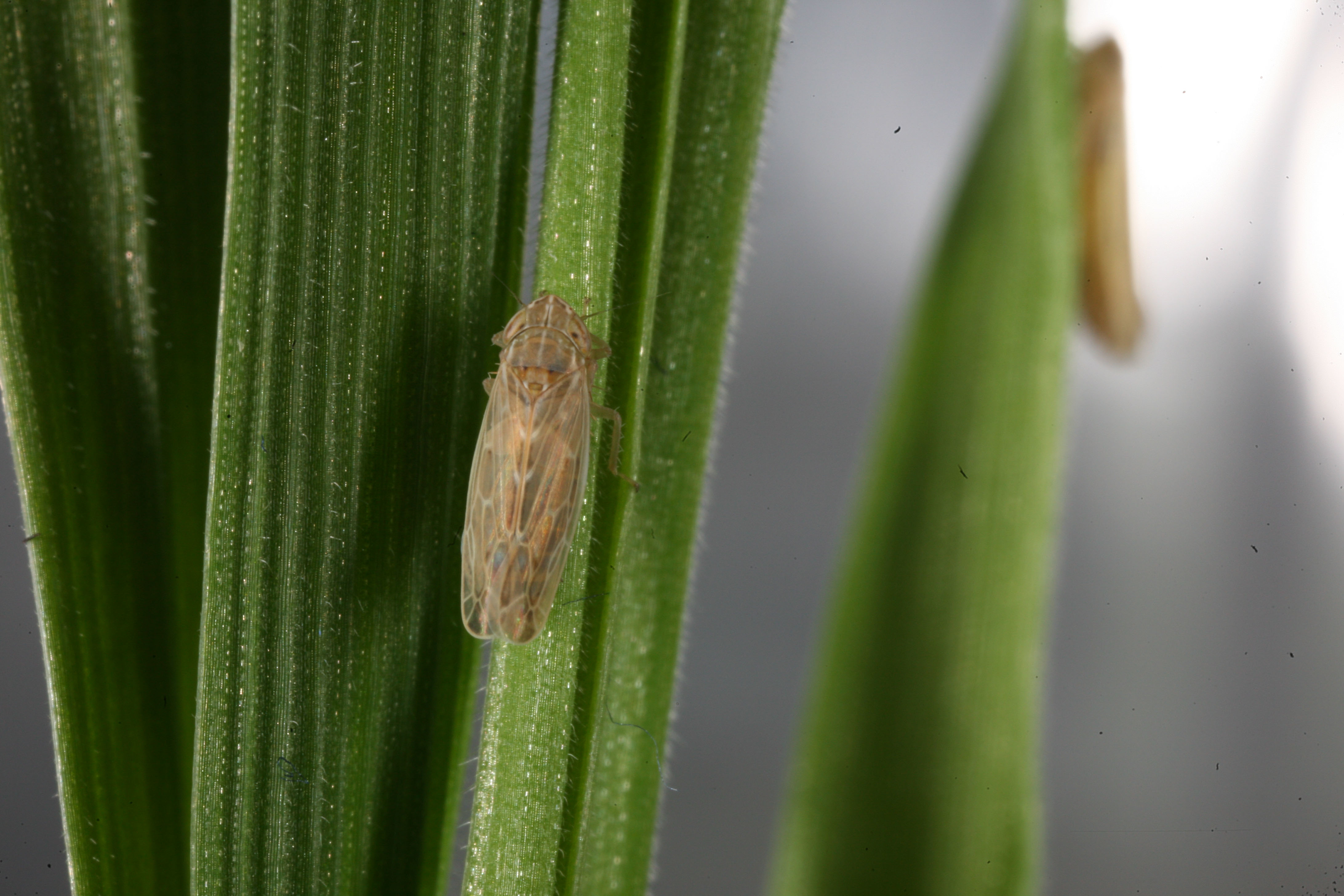 Viruses | Free Full-Text | Functional Transcomplementation between ...