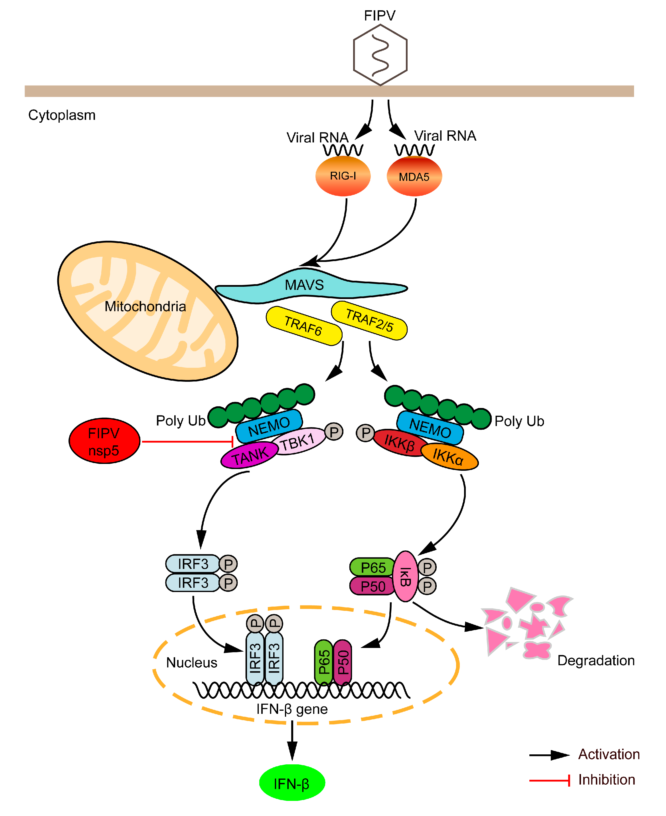 Feline Infectious Peritonitis Virus Nsp5 Inhibits Type I Interferon ...