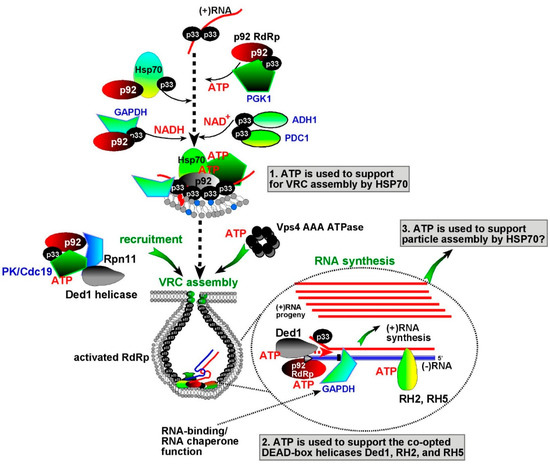 Taking over Cellular Energy-Metabolism for TBSV Replication: The High ...