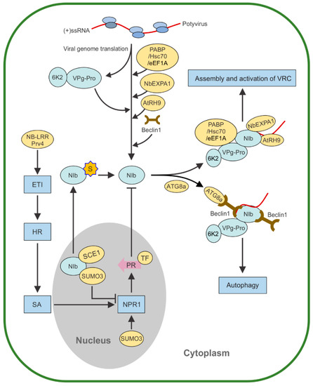 The RNA-Dependent RNA Polymerase NIb of Potyviruses Plays ...