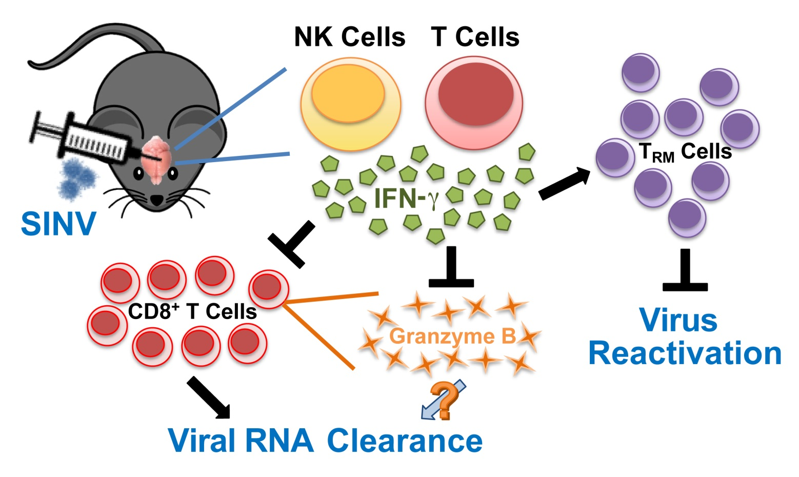 Viruses | Free Full-Text | Interferon-Gamma Modulation of the Local T Cell Response to ...
