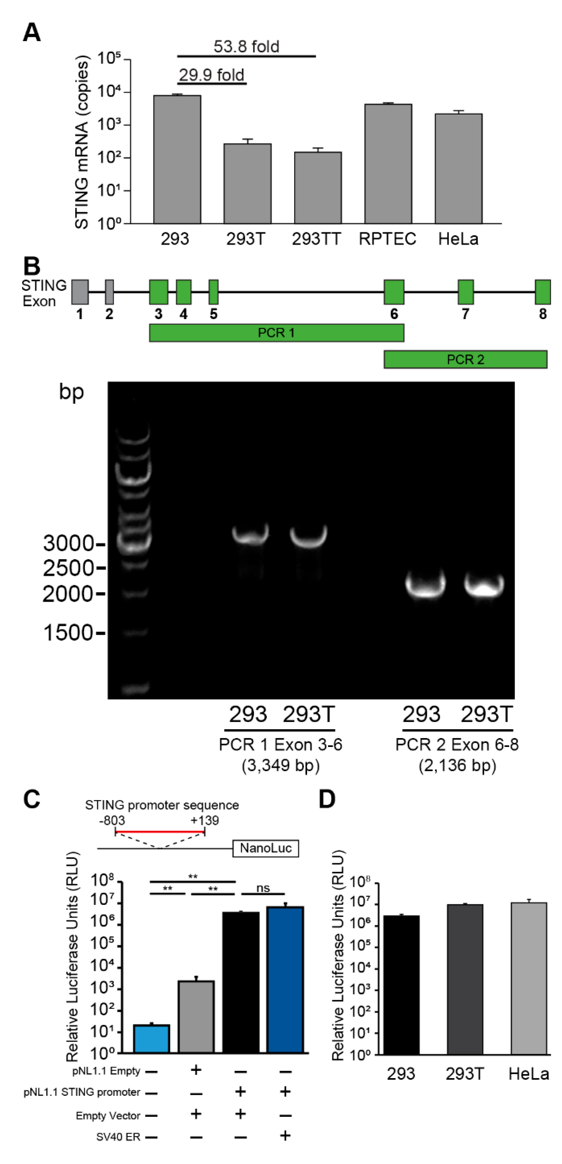SV40 Large T Antigen Is Not Responsible for the Loss of STING in 293T Cells but Can Inhibit cGAS ...
