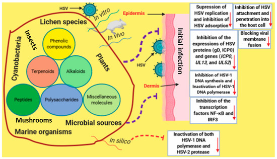Natural Products-Derived Chemicals: Breaking Barriers to Novel Anti-HSV ...