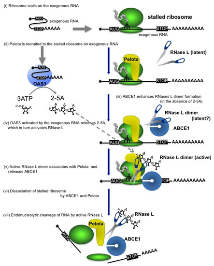 Viruses | Special Issue : Viruses and the OAS-RNase L Pathway
