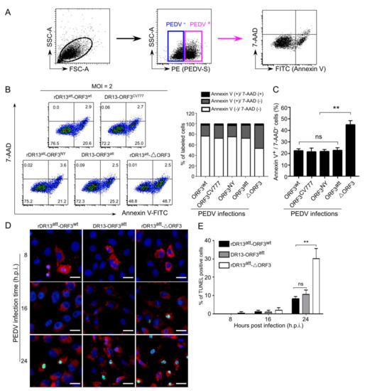 Porcine Epidemic Diarrhea Virus (PEDV) ORF3 Enhances Viral ...