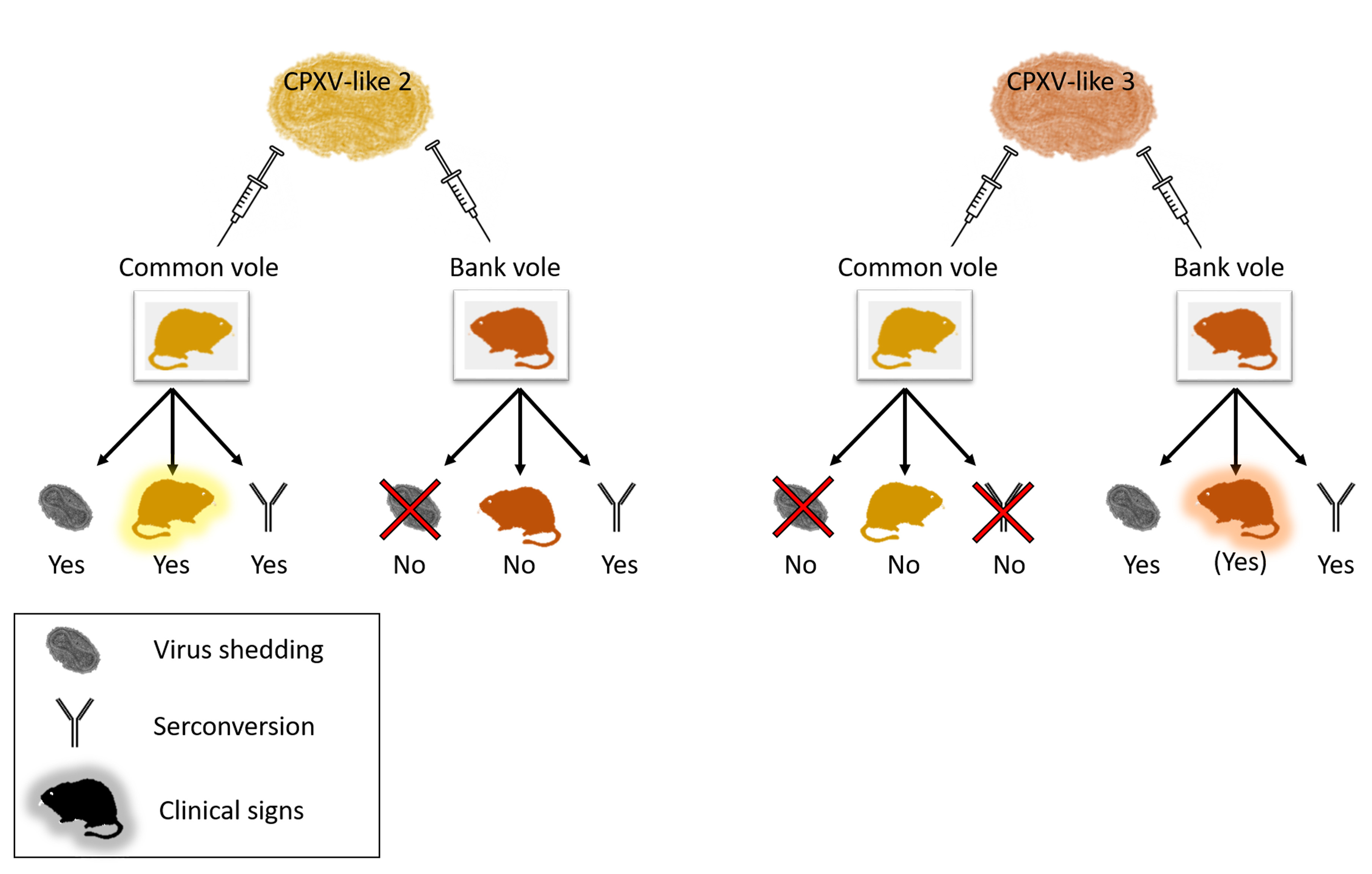 Viruses | Free Full-Text | In Vivo Characterization of a Bank Vole ...