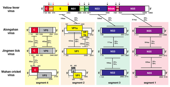 Proteomics Computational Analyses Suggest that the Envelope ...