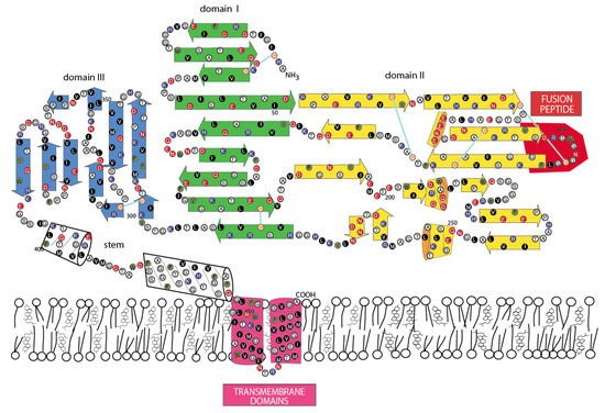 Proteomics Computational Analyses Suggest that the Envelope ...