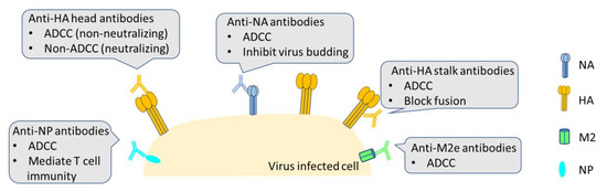 Influenza A Virus Antibodies with Antibody-Dependent Cellular ...