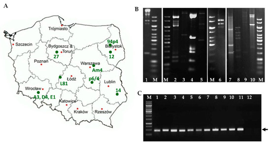Lactococcus Ceduovirus Phages Isolated from Industrial Dairy Plants ...