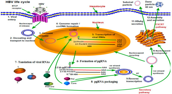 The Interactions Between HBV and the Innate Immunity of Hepatocytes