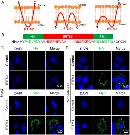 Topology, Antiviral Functional Residues and Mechanism of IFITM1