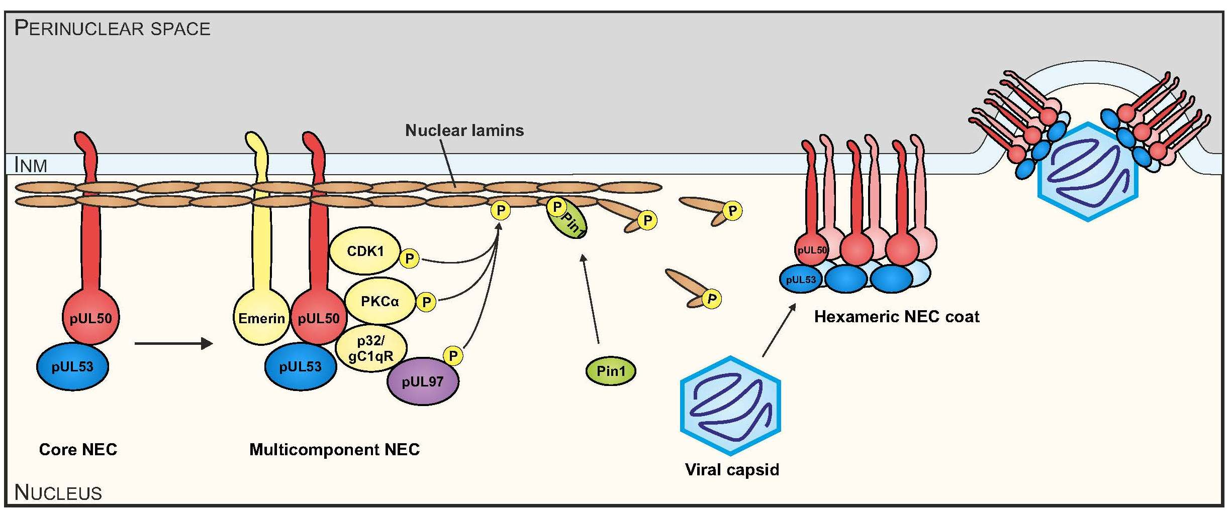Viruses | Free Full-Text | Patterns of Autologous and Nonautologous ...