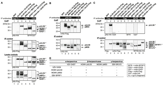 Viruses | Free Full-Text | Patterns of Autologous and Nonautologous ...