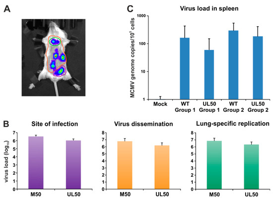 Viruses | Free Full-Text | Patterns of Autologous and Nonautologous ...