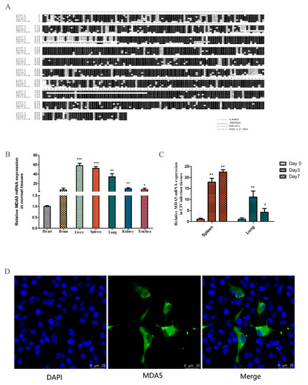 Role of CARD Region of MDA5 Gene in Canine Influenza Virus Infection