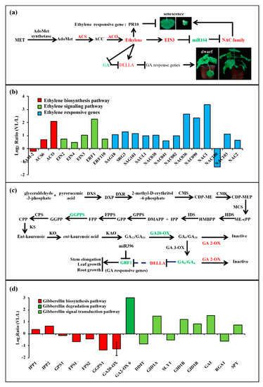 Genome-Wide microRNA Profiling Using Oligonucleotide Microarray Reveals Regulatory Networks of ...