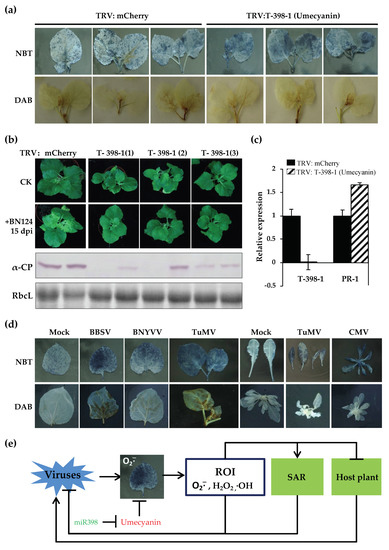 Genome-Wide microRNA Profiling Using Oligonucleotide Microarray Reveals ...
