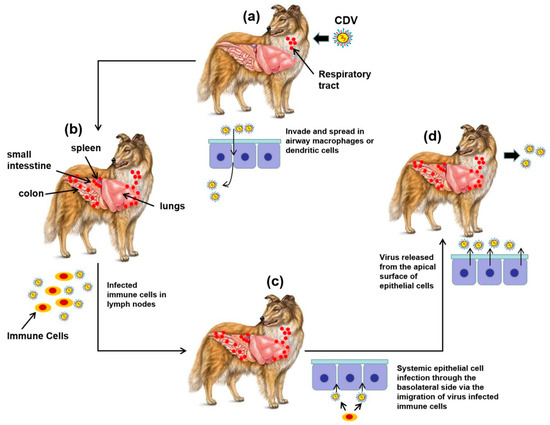 Viral Pathogenesis, Recombinant Vaccines, and Oncolytic Virotherapy ...