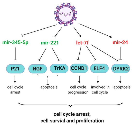 Non-Coding RNAs and Their Role in Respiratory Syncytial Virus (RSV) and Human Metapneumovirus ...