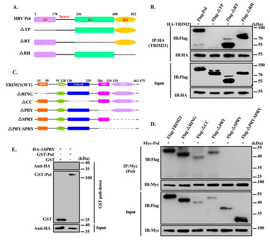 The E3 Ubiquitin Ligase TRIM21 Promotes HBV DNA Polymerase Degradation