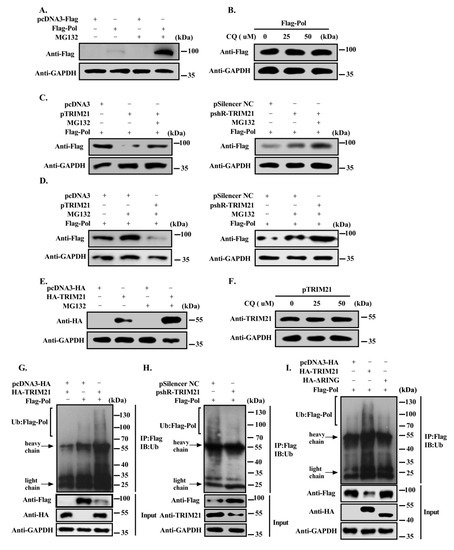 The E3 Ubiquitin Ligase TRIM21 Promotes HBV DNA Polymerase Degradation