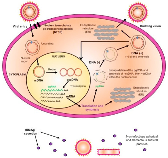 In Vitro Systems for Studying Different Genotypes/Sub-Genotypes of ...