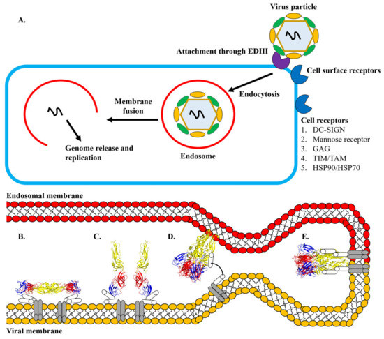 Structure-Based Design of Antivirals against Envelope Glycoprotein of ...