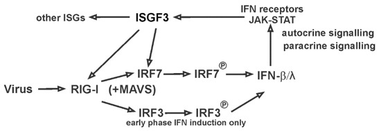 IRF7 Is Required for the Second Phase Interferon Induction during ...