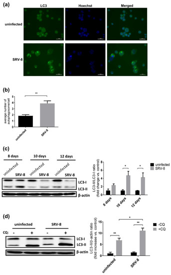 Autophagy Induced by Simian Retrovirus Infection Controls Viral ...